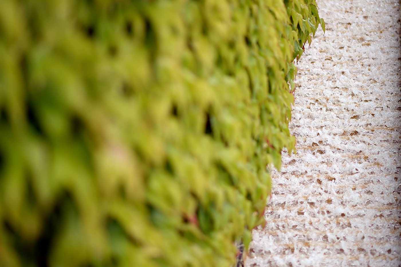 In pictures: Last-minute preparations - The Championships, Wimbledon ...